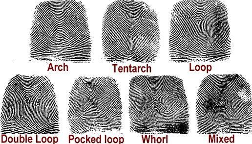 Kann Ein Mensch Verschiedene Fingerabdruck Typen Haben Biologie kann-ein-mensch-verschiedene-fingerabdruck-typen-haben-biologie