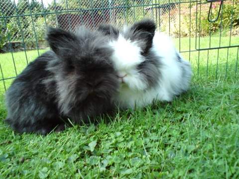 Wie alt werden Stallhasen? (Haustiere, Hasen)