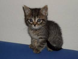 Zwergkatze: ich hätte eine Frage kennt sich jemand aus oder besitzt ...