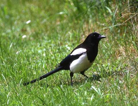 Vogelart (Vögel, Art)