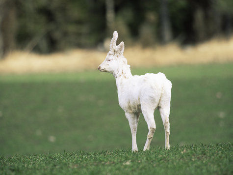 Weißes Reh?!? (Tiere)
