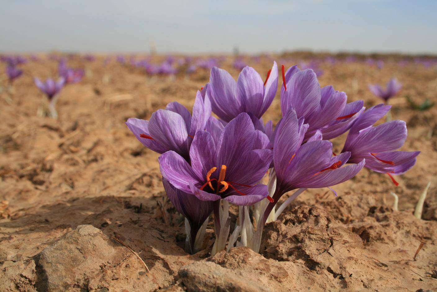Wo und Wie wird Safran angebaut? (kochen, Gewürze)