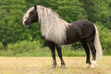 passende farbe fuer fuchs farbigen Pferd?! (Reiten)