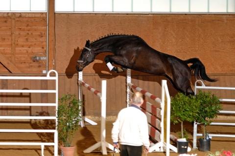 Wie hoch können Hannoveraner (Pferde) springen? Stockmass: 163 cm