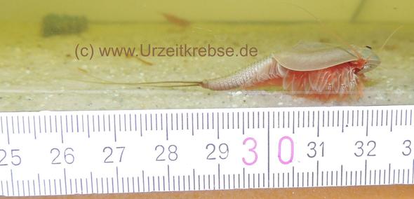 Wie alt werden Triopse (Triops, Tiere)