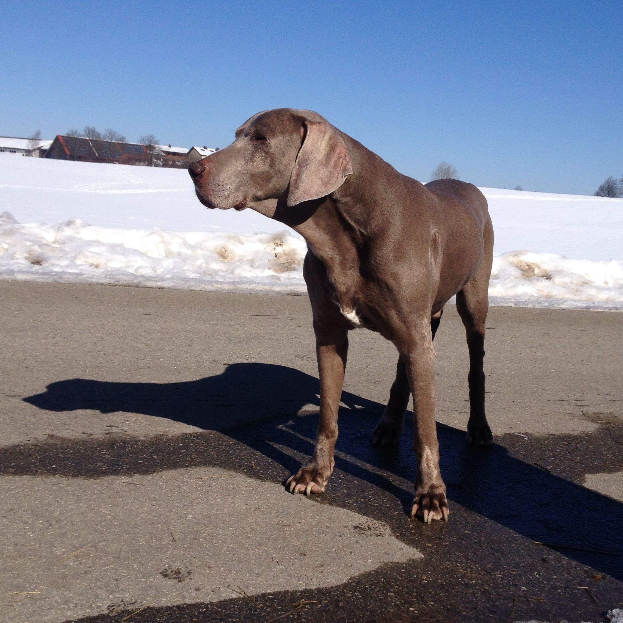 Weimaraner u. Rhodesian Ridgeback (Tiere, Hund, Haltung)