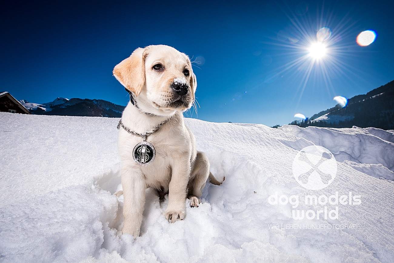 Wie gewöhne ich unserem Labrador Welpen das beißen ab? (Hund, spielen)