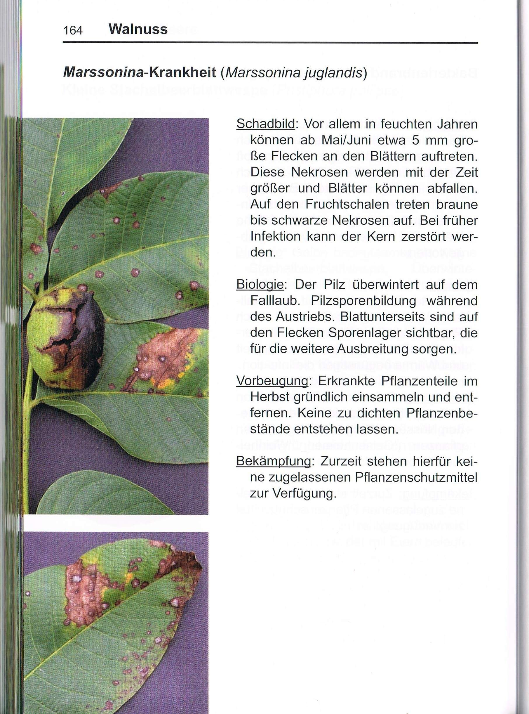 Walnussbaum Krankheiten Stamm