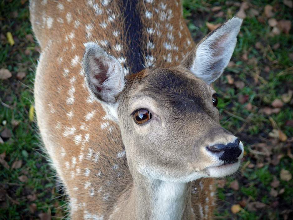 Was genau sind Rehaugen? (Augen, reh)
