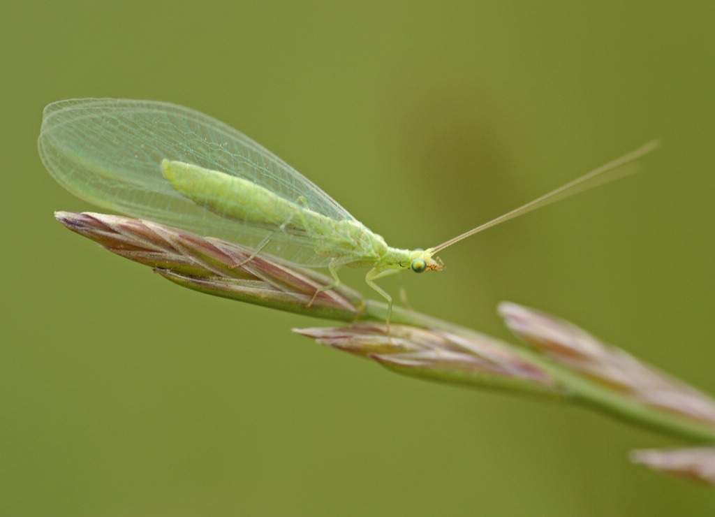 Was ist das für ein grünes Insekt mit 6 Beinen? (Tiere, Insekten ...