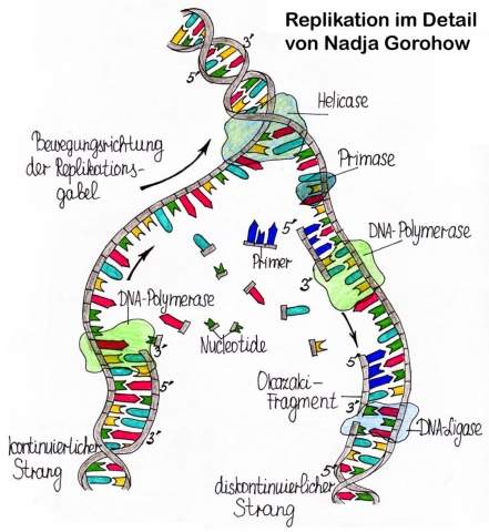 Warum ist bei der DNA-Replikation ein Strang diskontinuierlich ...
