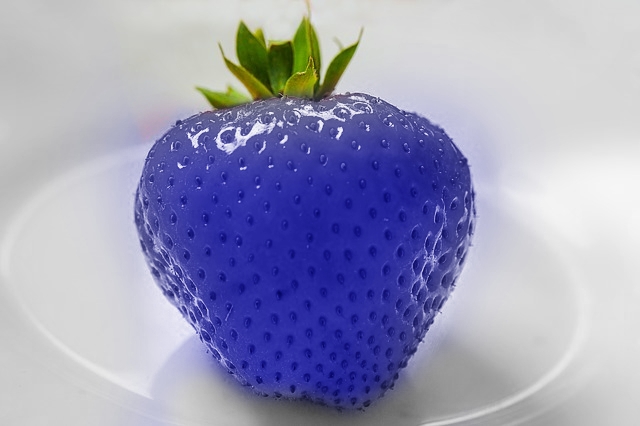 Sind diese Blauen Erdbeeren echt? (Fake, blau)