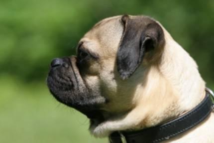 Gibt es Möpse(Hund) die gut atmen können oder zumindest eine ähnliche ...