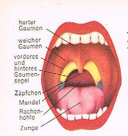 Wo ist beim folgenden Bild der Gaumensegel (weicher Gaumen)?