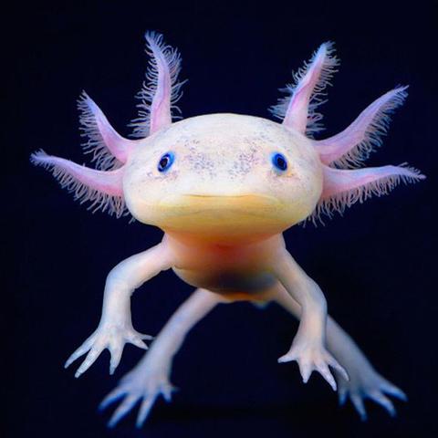 wie sieht ein atzelotl aus? (Tiere, süß)