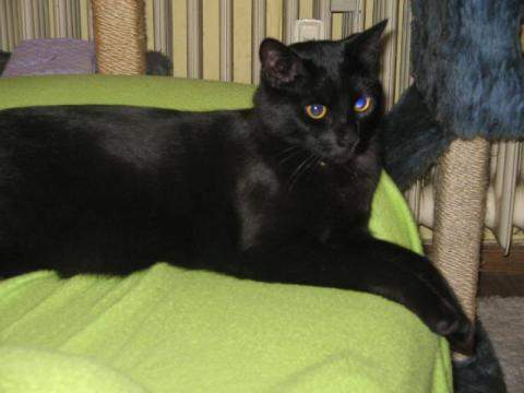 Wer füttert das Activa für Katzen aus dem Futterhaus? (Tiere, Katze ...