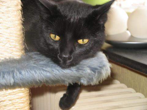 Wer füttert das Activa für Katzen aus dem Futterhaus? (Tiere, Katze ...