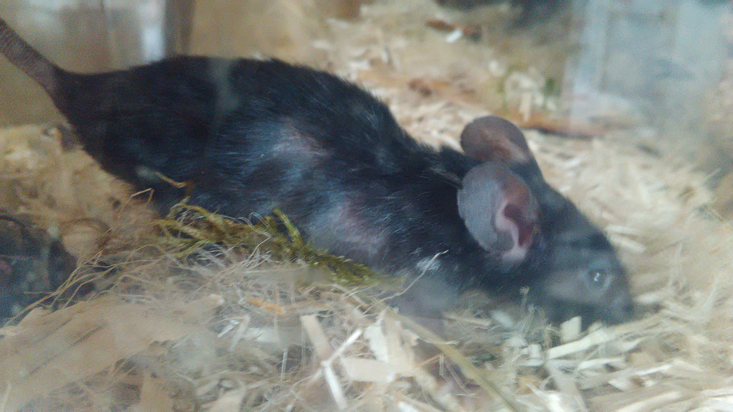 Meine Maus verliert ihr fell? (Tiere, Alter, Nager)