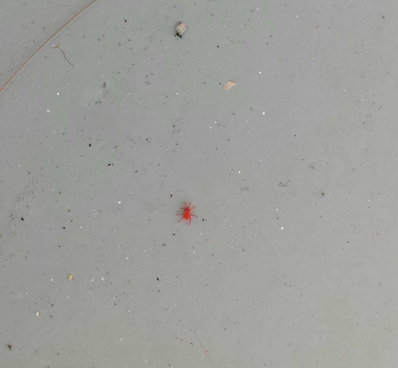 Was ist das für ein rotes Tier? (Tiere, neu, seltsam)