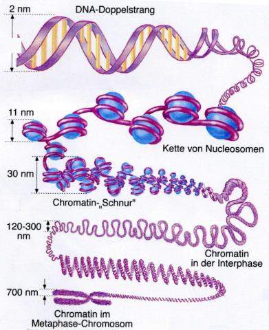 was ist der unterschied zwischen Chromosom/Chromotid und DNA ...