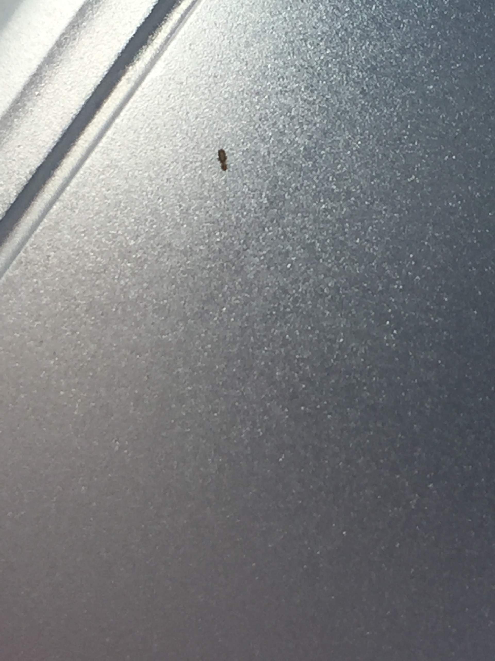 Tierchen in mehl,zucker,kaba? (Tiere, Schädlinge)