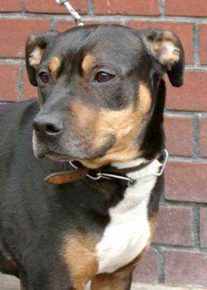 Rottweiler-Stafford (Hund, Rasse, Mix)