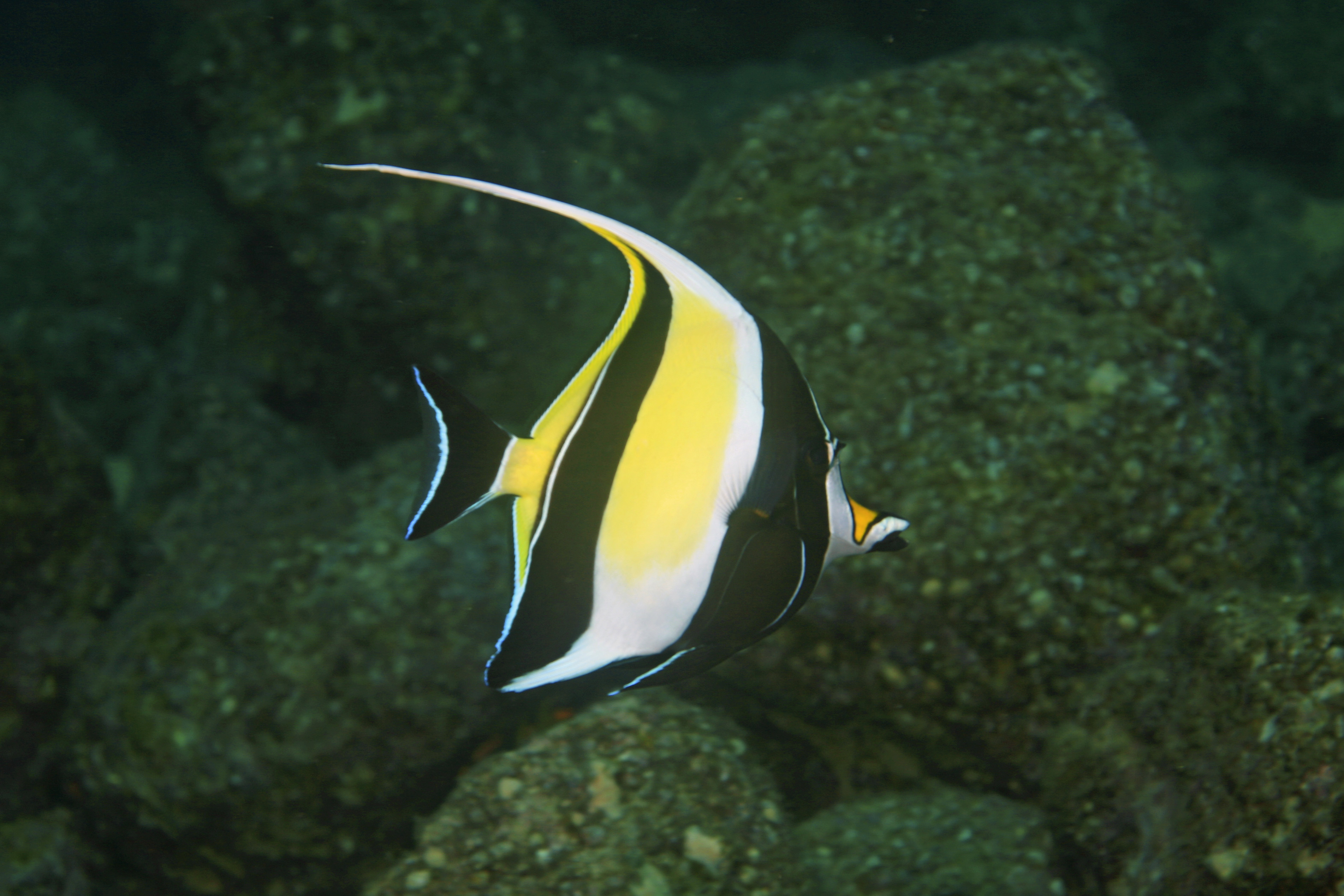 Aquarium- Welche Fische verstehen sich mit Skalaren (Aquaristik ...