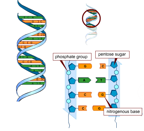 Den einzelnen Basen weist man in Zeichnungen der DNA bestimmte Formen ...