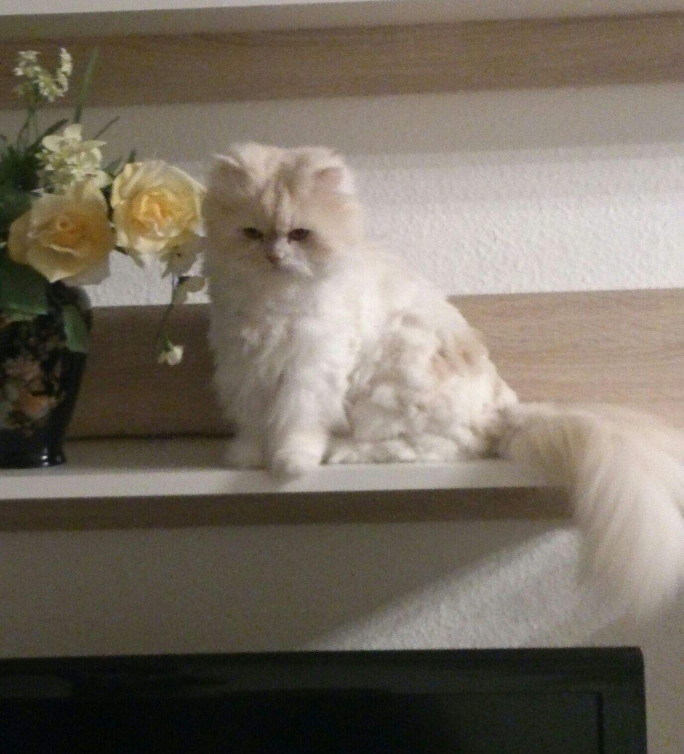 Ist meine Katze süß? (sus)