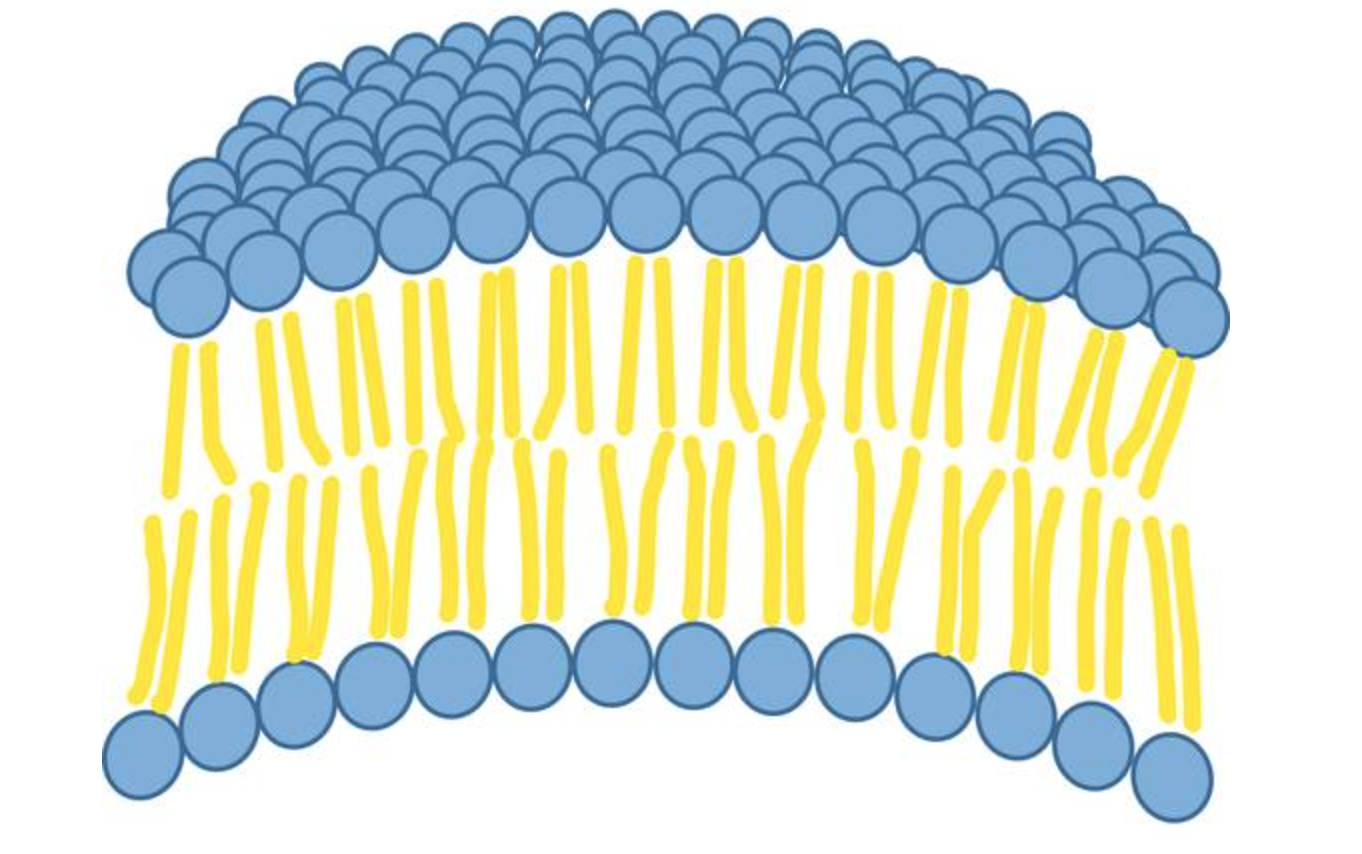Biomembran -> Phospholipid-doppelschicht ? (Chemie, Biologie)