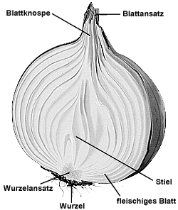 Aufbau Der Zwiebel