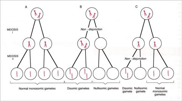 Was passiert bei Trisomien? (Biologie, Genetik, Trisomie)
