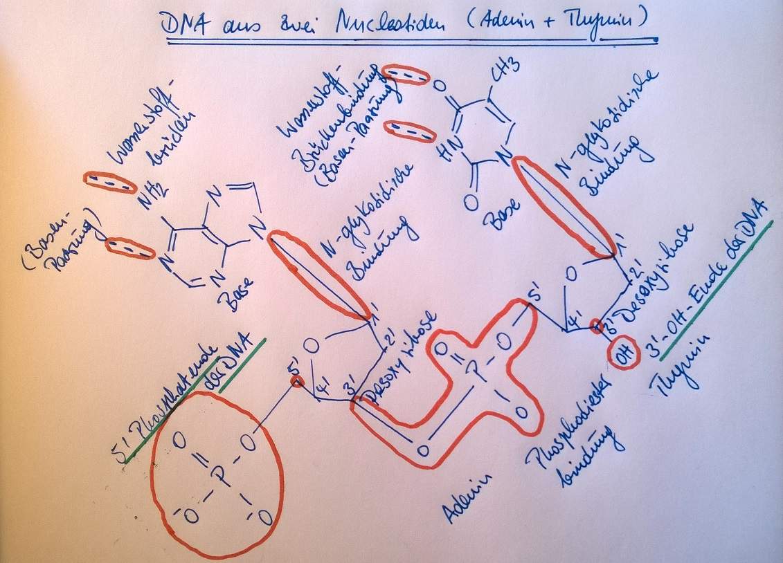 Chemische Bindungen innerhalb der DNA? (Chemie, Biologie, Bindung)