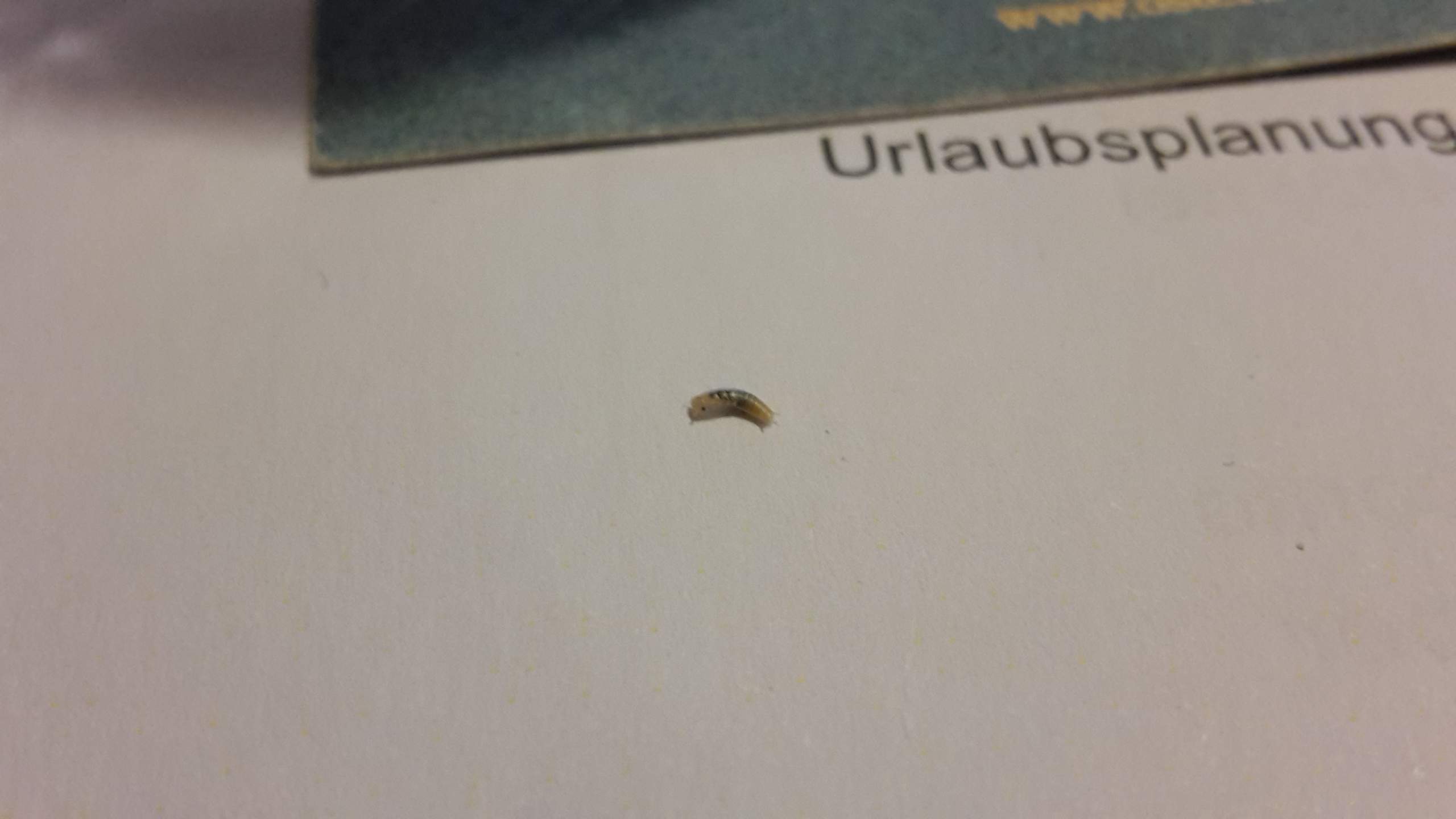 Welches Insekt haben wir im Bett gefunden? (Insekten, Ungeziefer)