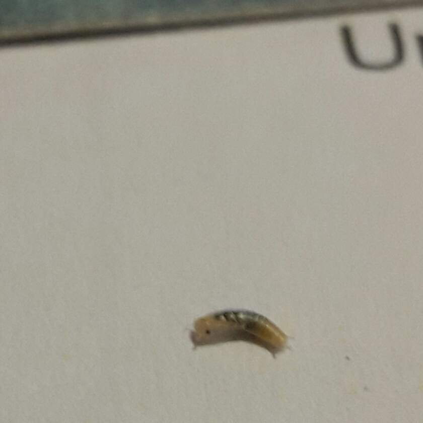 Welches Insekt haben wir im Bett gefunden? (Insekten, Ungeziefer)
