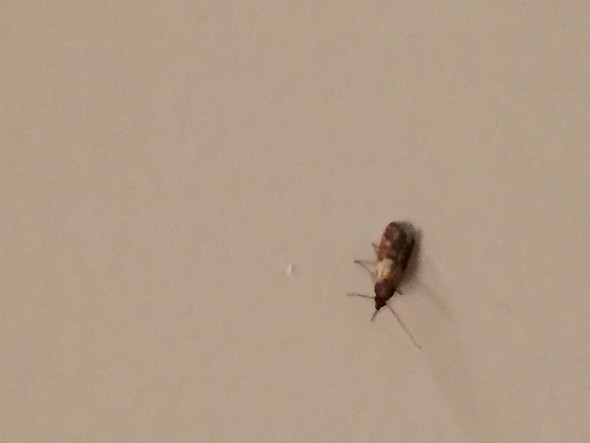 Mottenlarven im Schlafzimmer;aber welche genau? (Motten, maden)