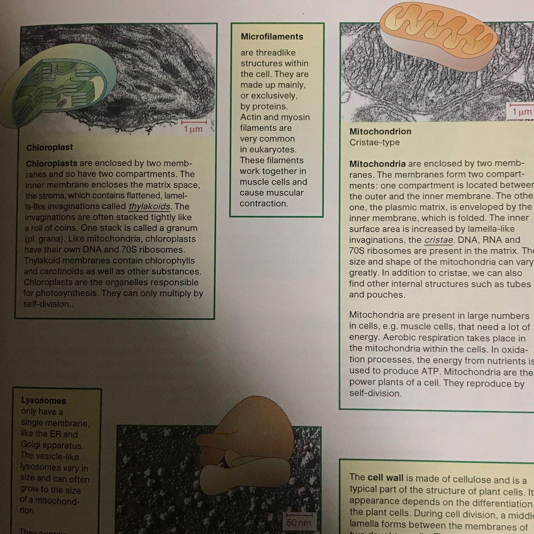 Welche Organelle haben keine Membran, eine Membran und Doppelmembran ...