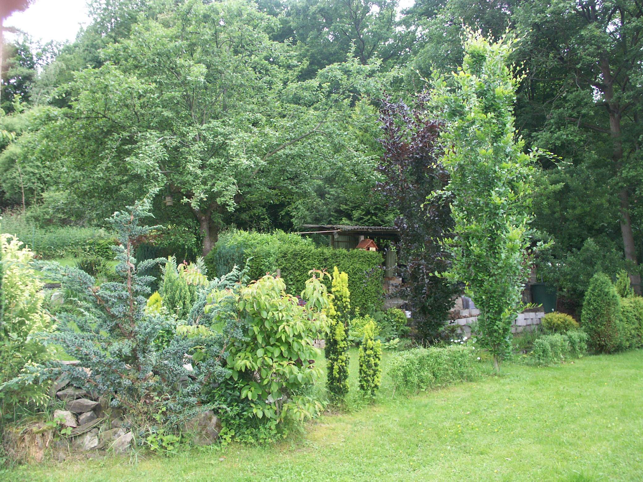 Welches sind typische hochwachsende, schmale Laubbaumarten? (Biologie ...