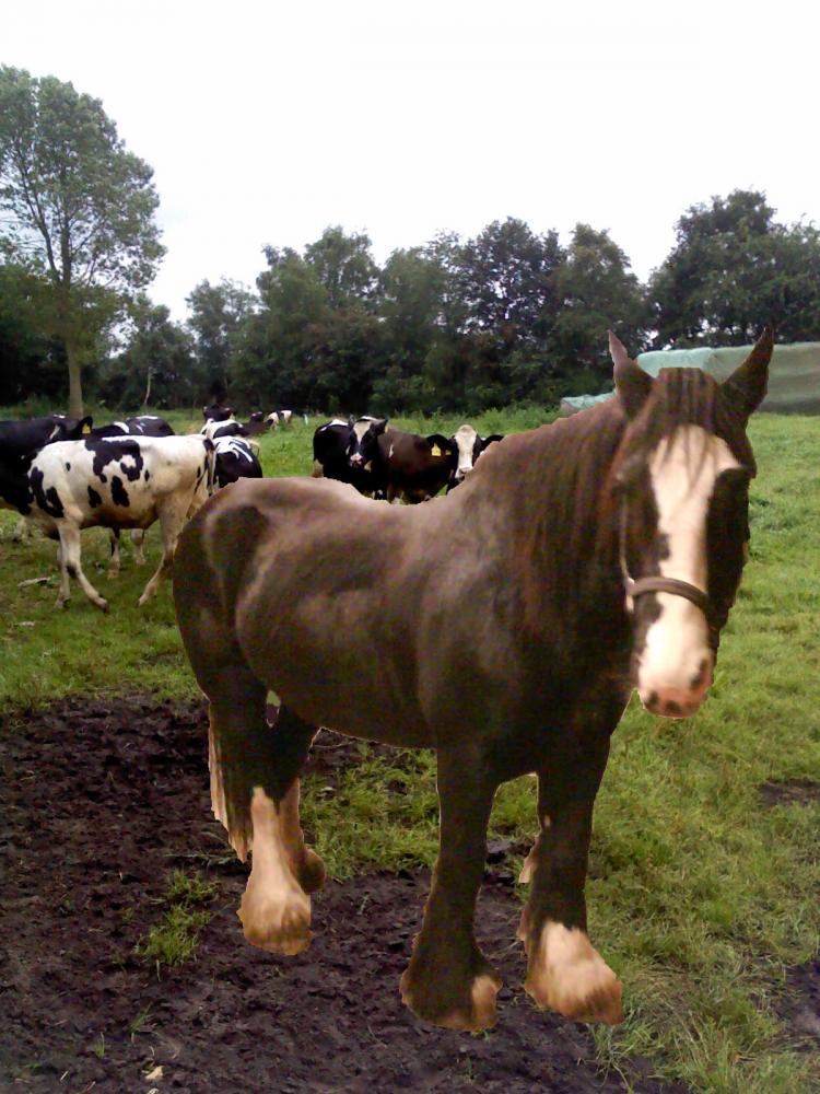 EIN Pferd und mehrere Kühe? (Pferde, Haltung, Kuh)