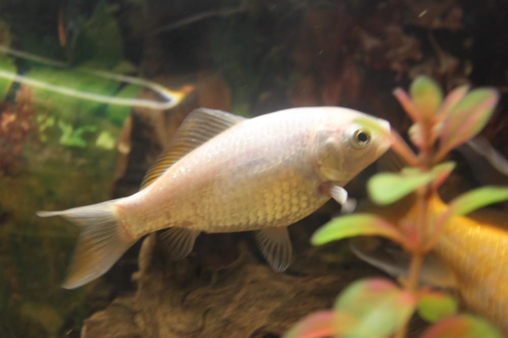 Goldfisch ist silber! (Fische, Aquarium, Goldfische)