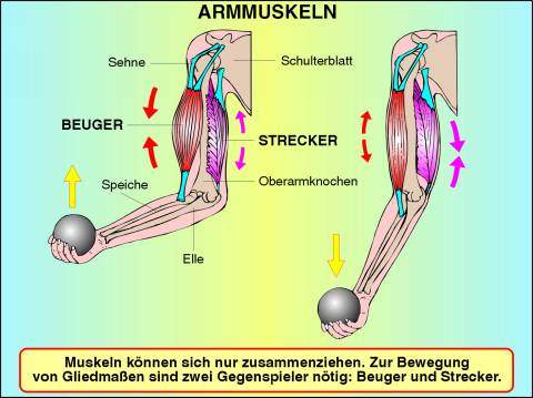 Beuger oder Strecker? (Schule, Sport und Fitness, Biologie)