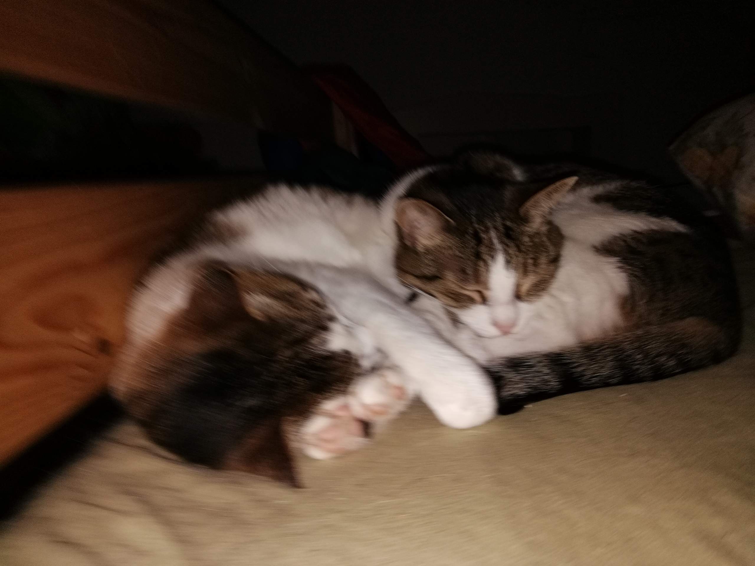 Warum wedelt meine Katze genervt mit dem Schwanz? (Verhalten)