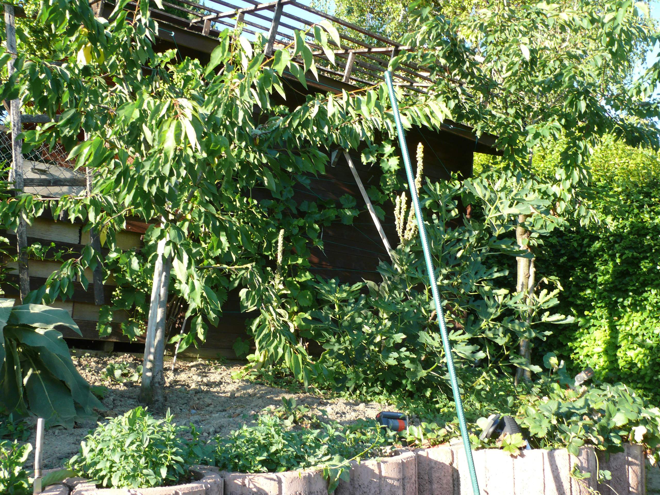 Kirschbaum im Blumentopf? (Pflanzen, Garten, Natur)