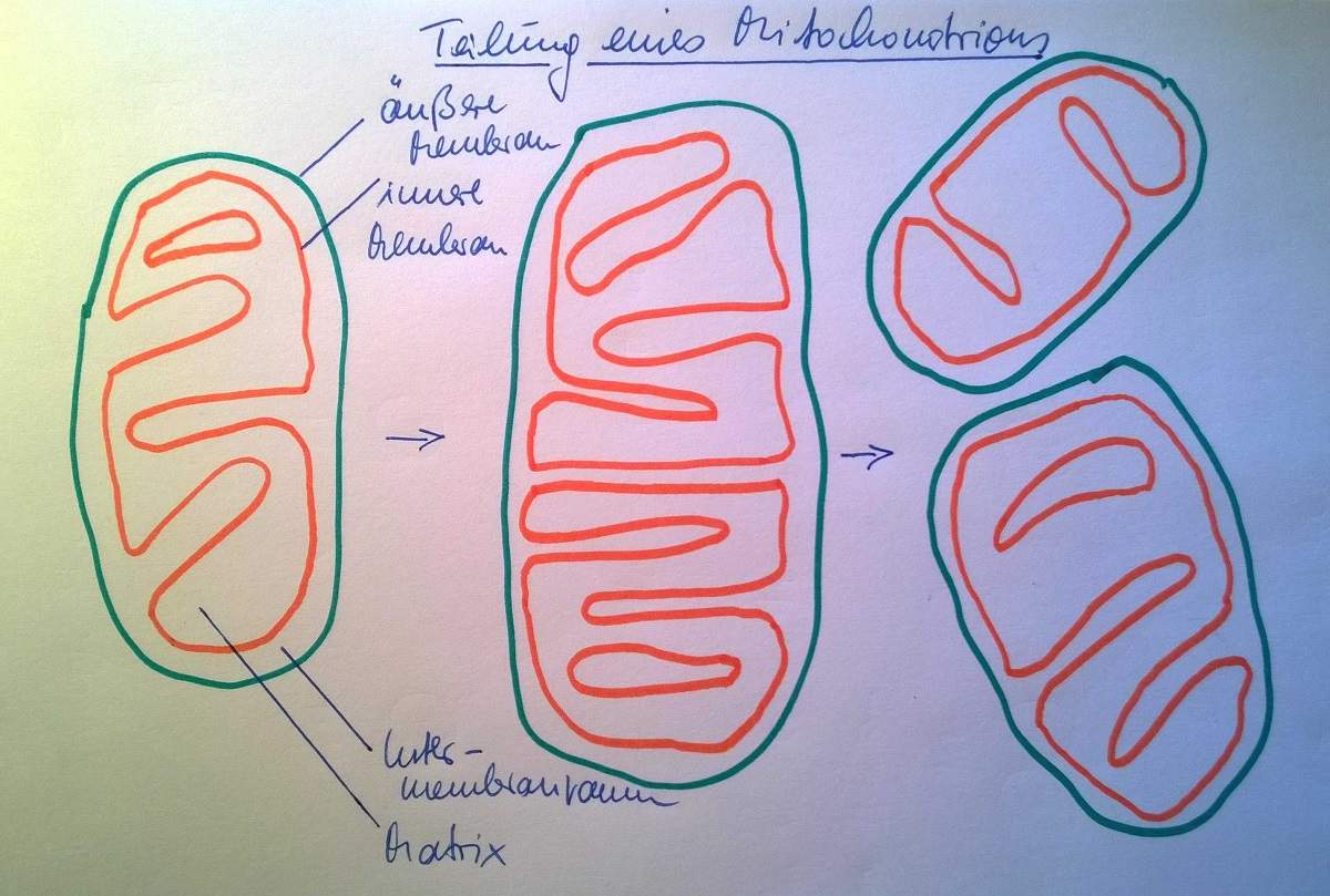 Wie vermehren sich Mitochondrien? (Schule, Biologie, Abitur) Wie vermehren sich Mitochondrien? (Schule, Biologie, Abitur)