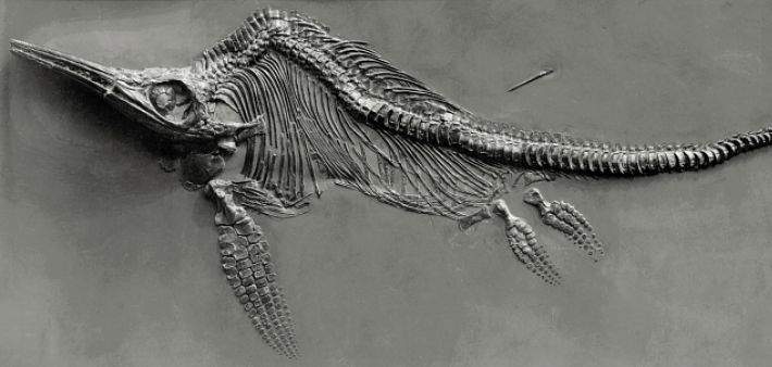 Steinkerne Fossilien Entstehung? (Schule, Biologie, Biologieunterricht)