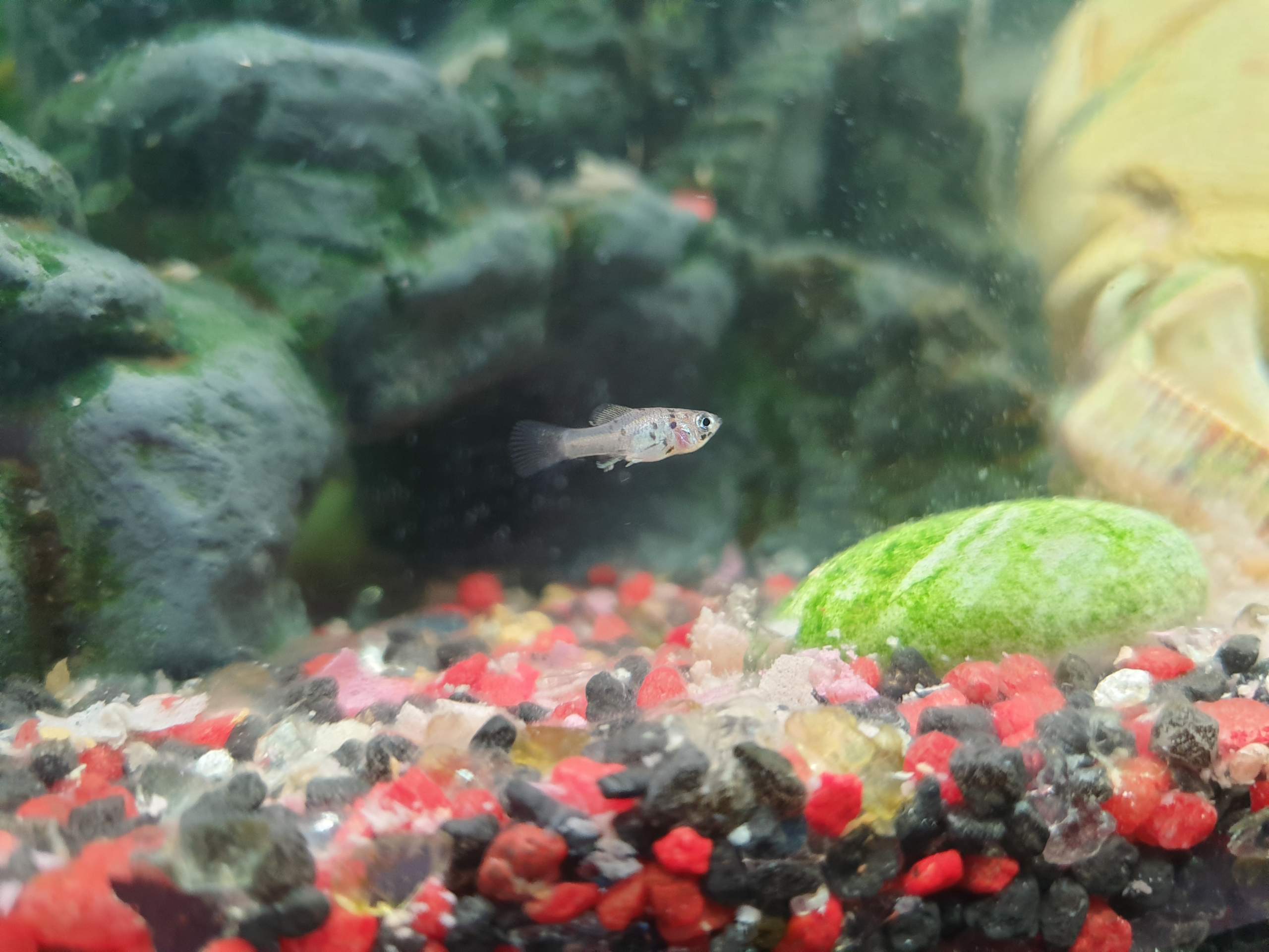 komischer kleiner Fisch? (Fische, Aquaristik)