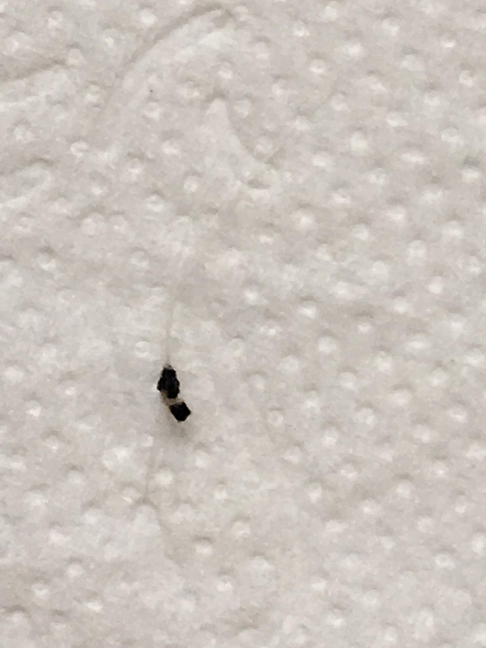 Hund hat Flohkot im Ohr? Oder Ohrmilben? (Gesundheit und Medizin, Tiere ...