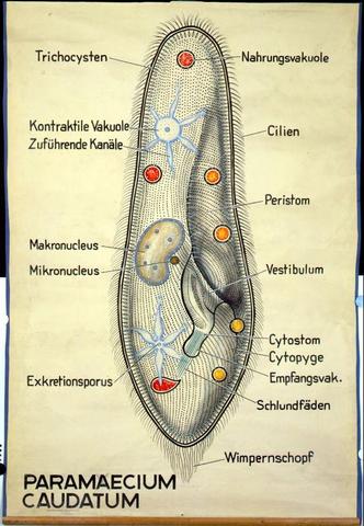 Woher haben die Pantoffeltierchen ihren Namen? (Tiere, Biologie)