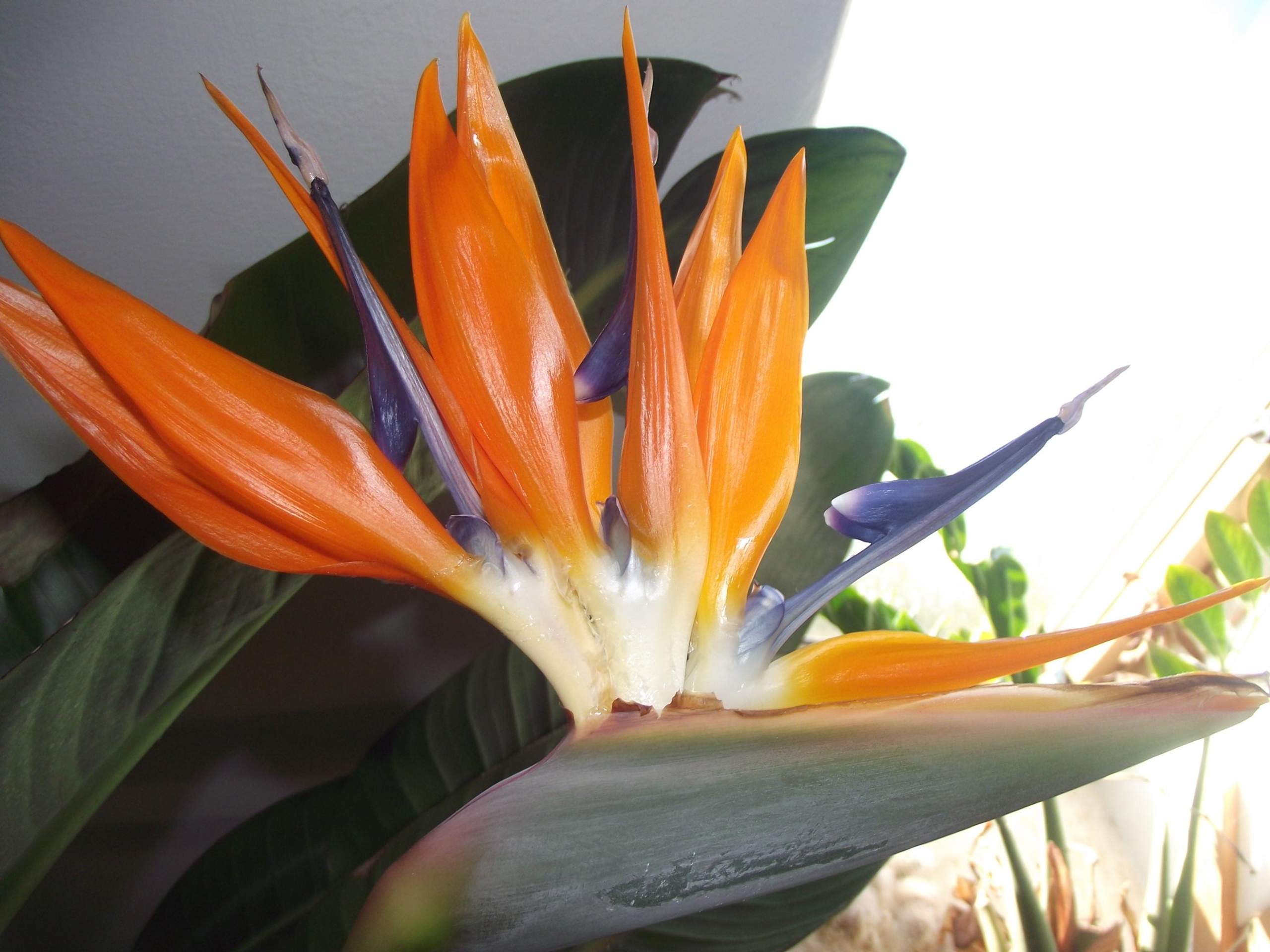 Pflege von Strelitzie Pflanze - Brauen Blätter? (Blumen, Pflanzenpflege)