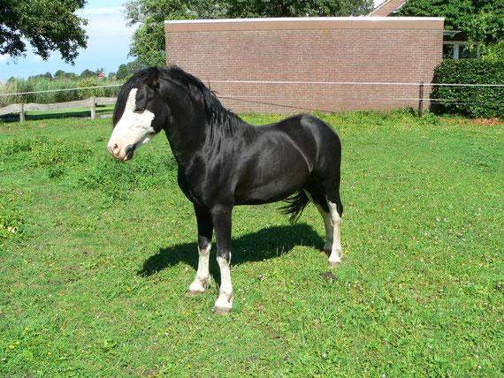 Welche pferderassen haben eine Laterne? (Pferd)